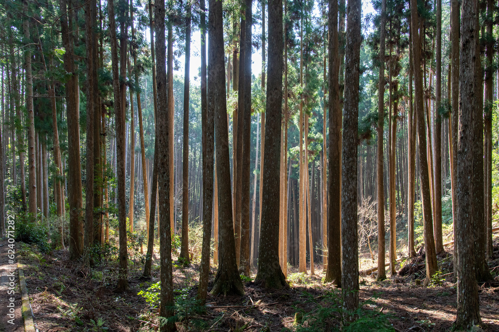 mage filling view of thick forest along footpath or Kumano Kodo ...