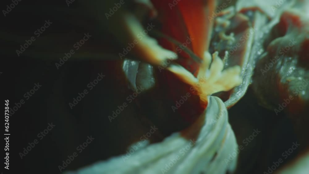 Vidéo Stock Camera moving into an inside of some alien creature ...