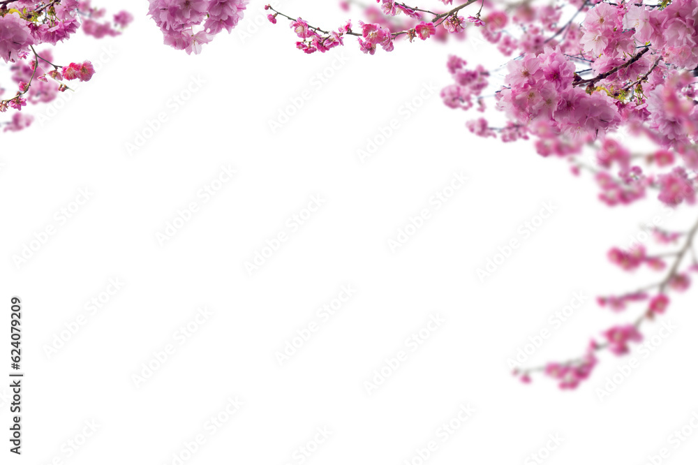 Sakura spring cherry blossom flowers on a tree branch isolated. Branch ...