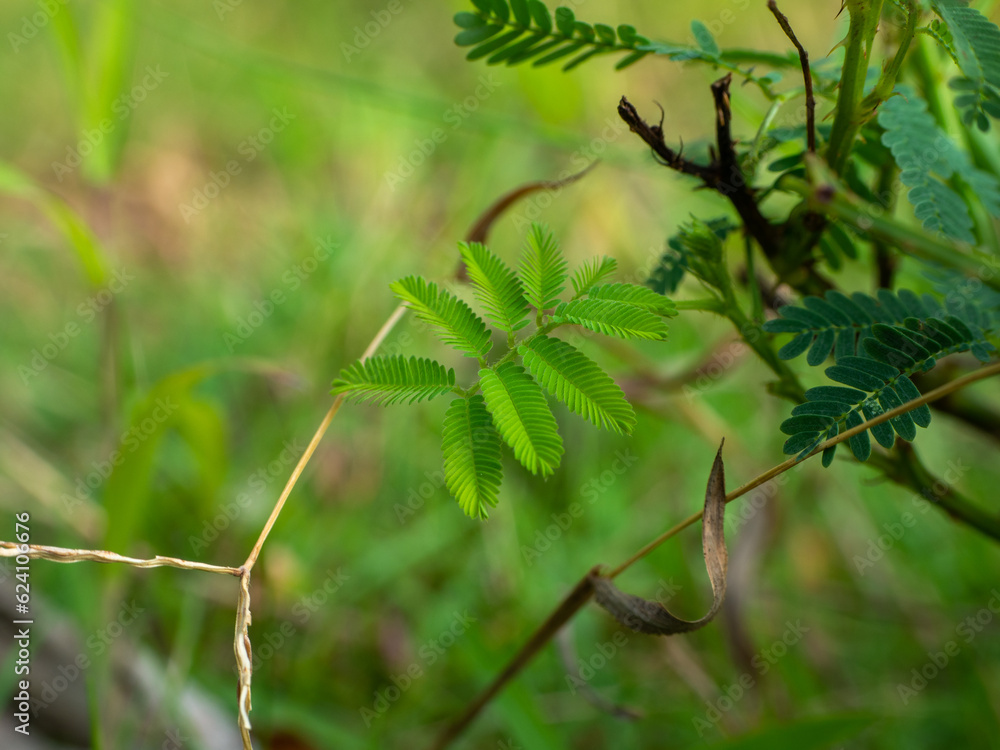 Mimosa pudica also called sensitive plant, sleepy plant, action plant ...