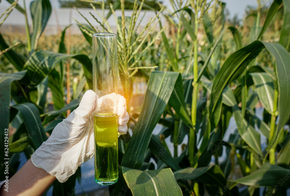 Agricultural,ecologist scientist researching plants diseases ...