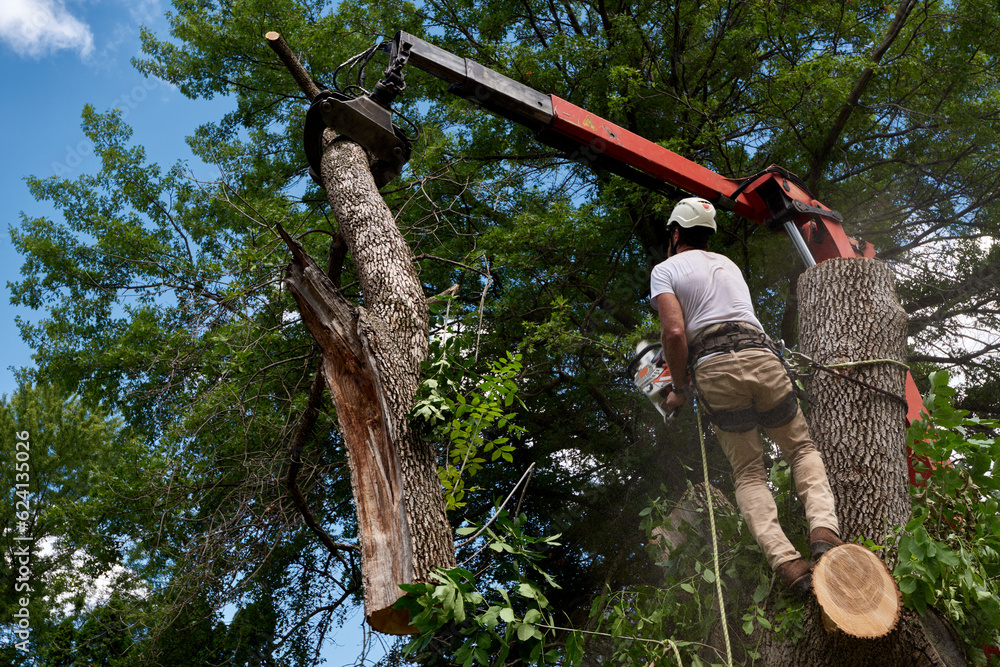 Arborist taking down a deceased tree in an urban setting. Timing is ...