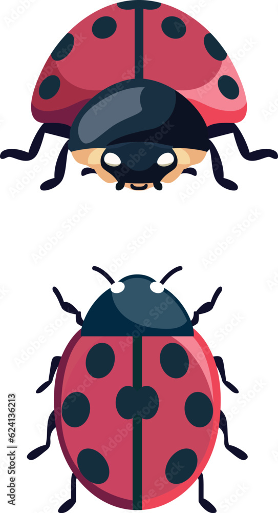 Ladybug coccinellid insect flat style vector illustration, front view ...