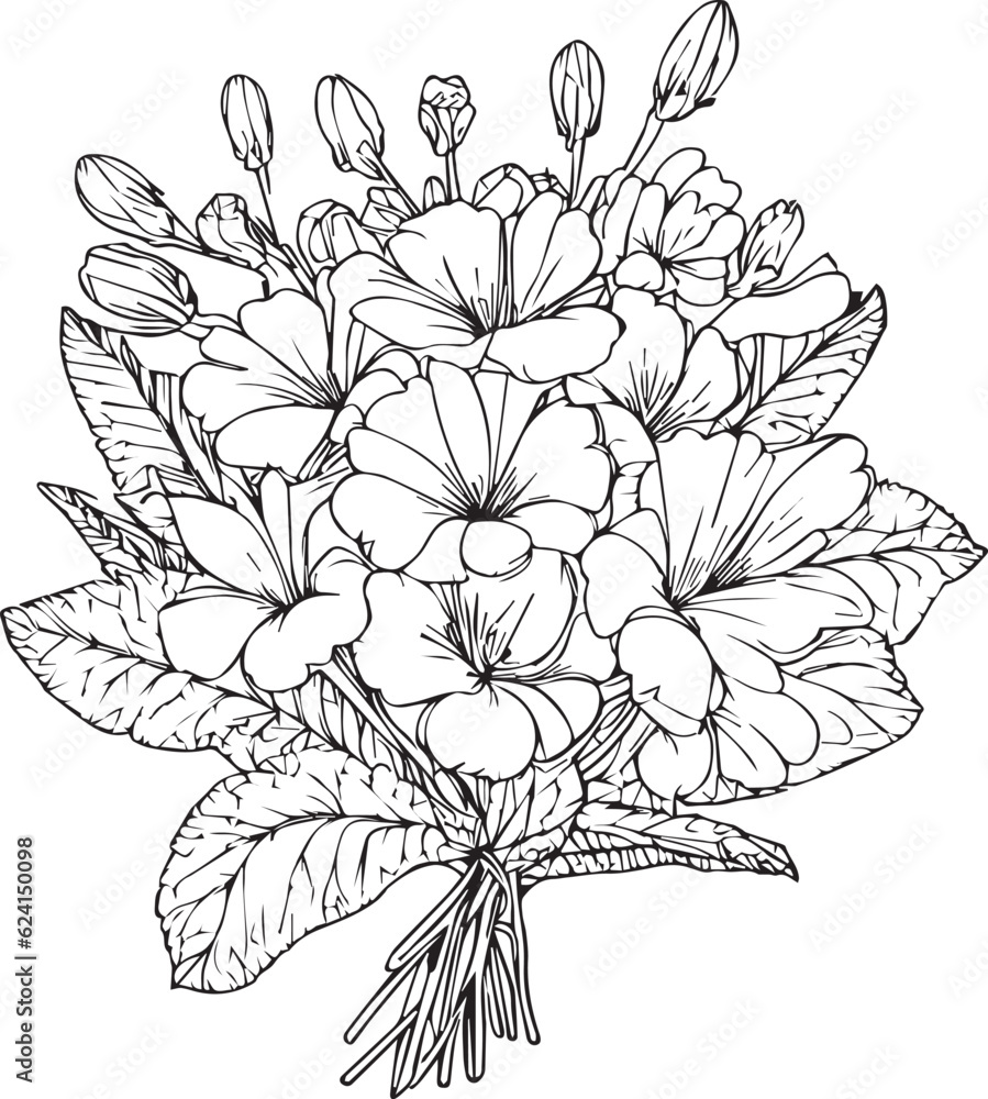 primrose flower drawing, a branch of the botanical spring collection ...