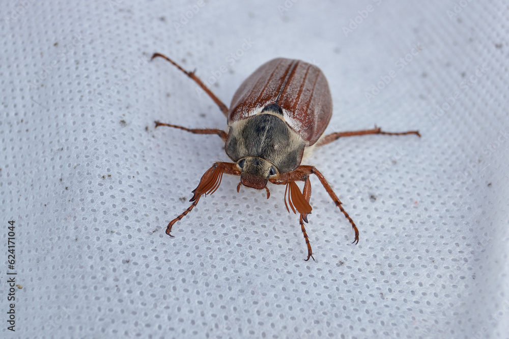 The May beetle crawls in the garden on the covering material of ...