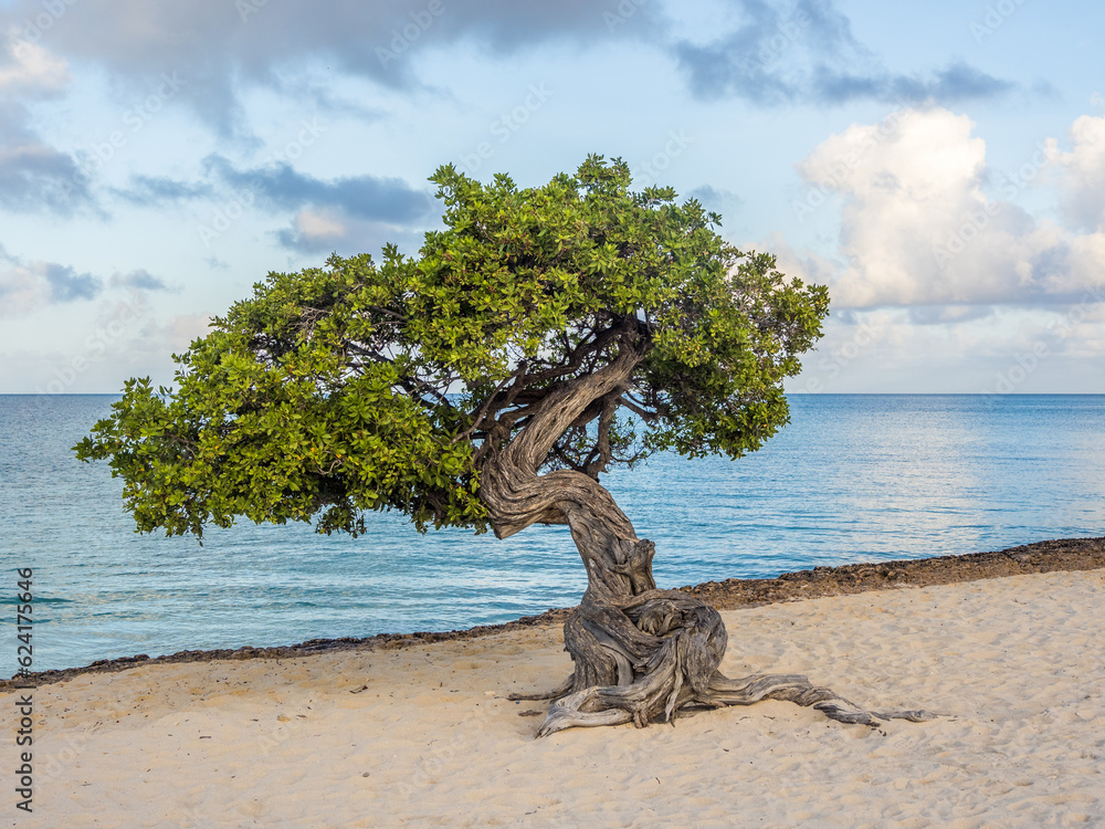 Fofoti Tree - the famous landmark of Aruba Eagle Beach in the morning ...