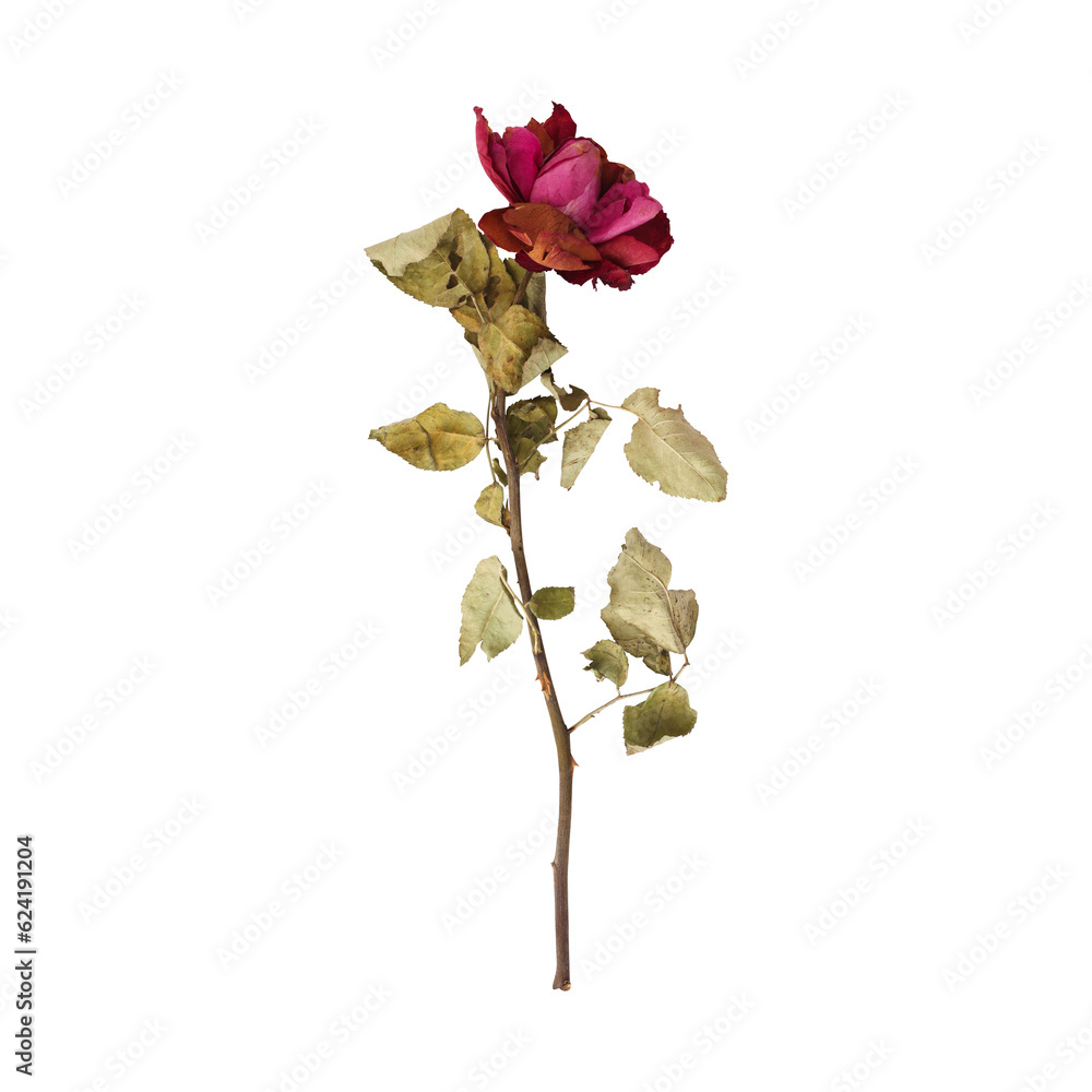 Dry dead rose flower stem isolated on transparent background Stock ...