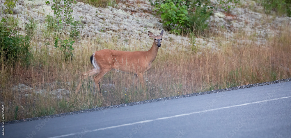 Highway Hazards: The Perilous Dance of Deer and Vehicles - Capturing ...