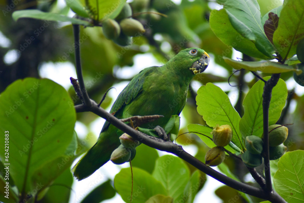 cotorra, ave, verde, animal, naturaleza, variopinto, pico, tropical ...