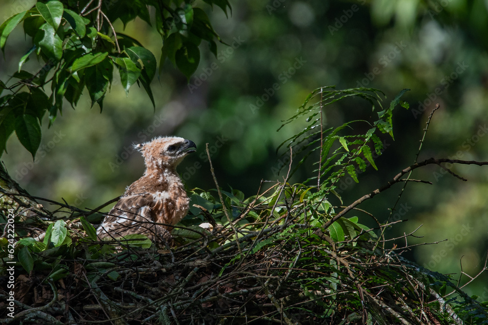 A javan hawk eagle nisaetus bartelsi nestling on its nest over a tall tree, natural bokeh ...
