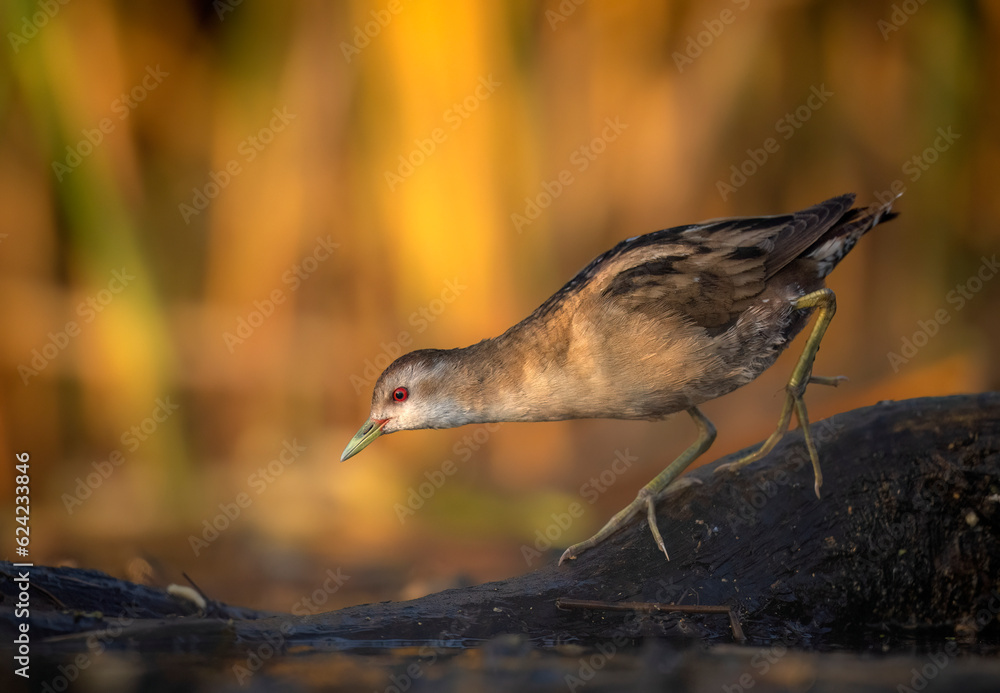 Crake