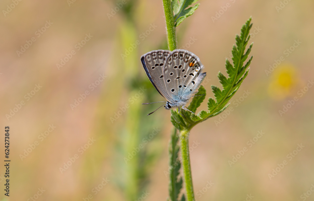 blue big butterfly, Turkmenistan Zephyr Blue, Plebejus zephyrinus Stock ...