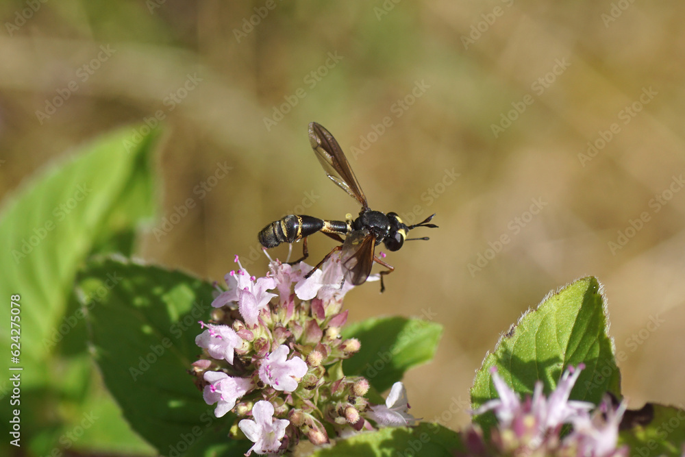 Waisted Beegrabber, Physocephala rufipes. Family Thick-headed flies ...