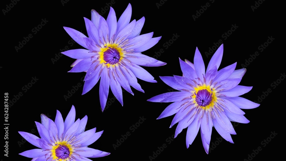 Beautiful blue lotus flower (Nymphaea caerulea) that known as blue ...