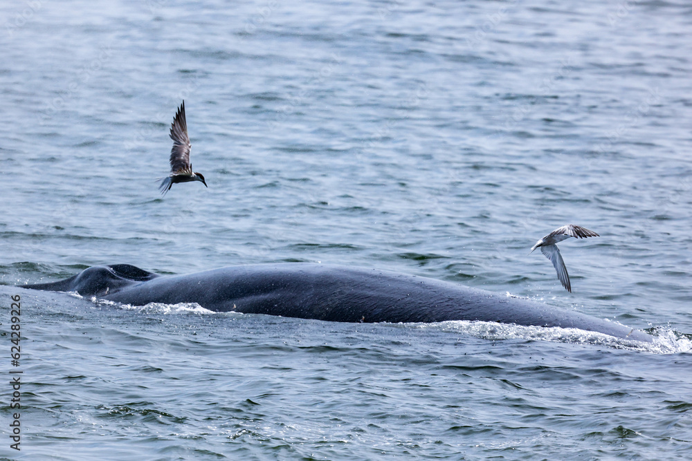 Foto de Bryde's whales surfacing showing fin, Balaenoptera edeni is ...