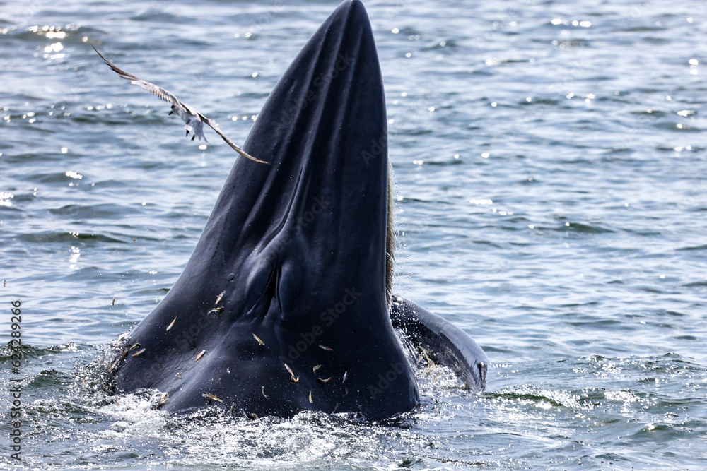 Close up to Bryde's whale mouth , Balaenoptera edeni, showing whale's ...