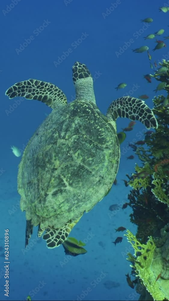 Stockvideon Vertical video, Close-up of Sea Turtle floating in the blue ...