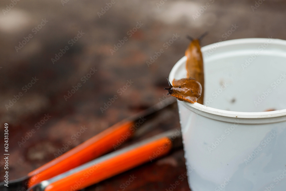 Close-up of the Spanish slug Arion lusitanicus in a bucket. Big slimy ...