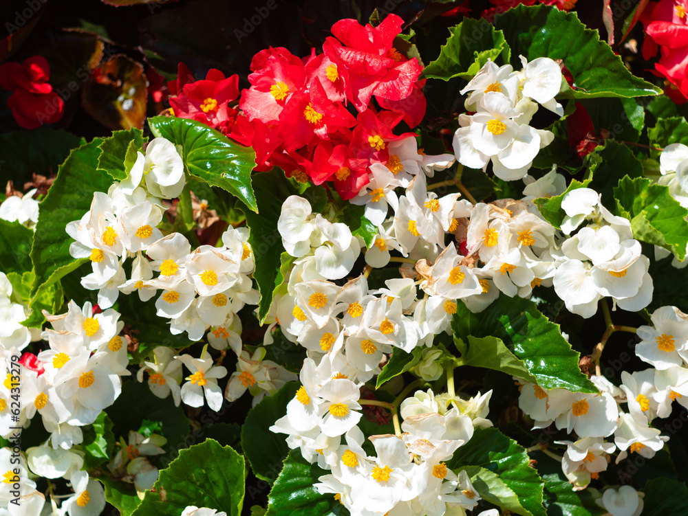 Flower Tower Everblooming red white Begonia flowers in cascade planters ...
