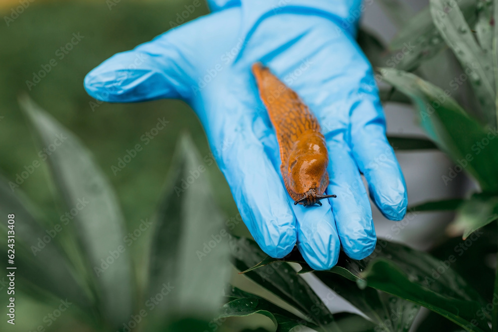 Close-up of the Spanish slug Arion lusitanicus in the hand of a ...