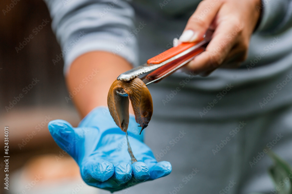 Close-up of the Spanish slug Arion lusitanicus in the hand of a ...