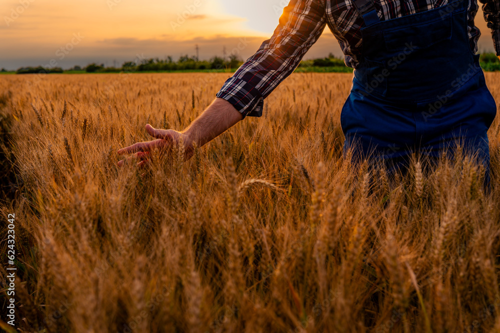 The hands of the caucasian farmer gently graze the wheat as he walks ...