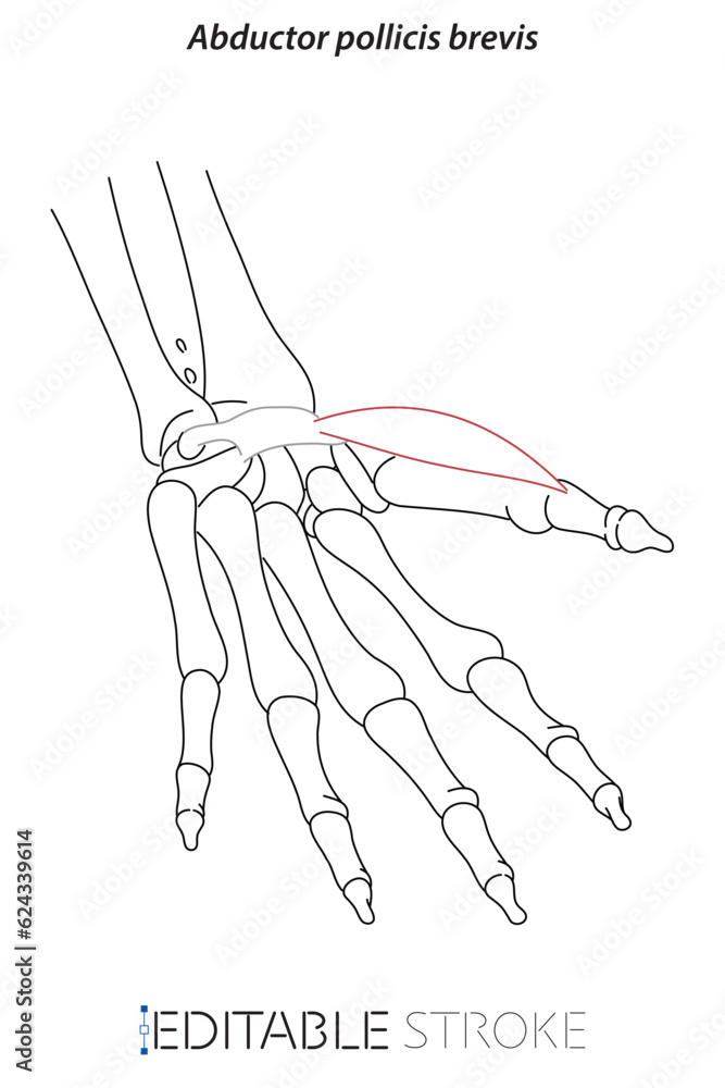 line drawing; line; brevis; doctor learning; science; hand; anatomy ...