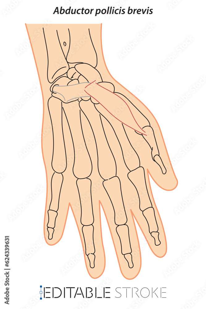 line drawing; See through; brevis; doctor learning; science; hand ...