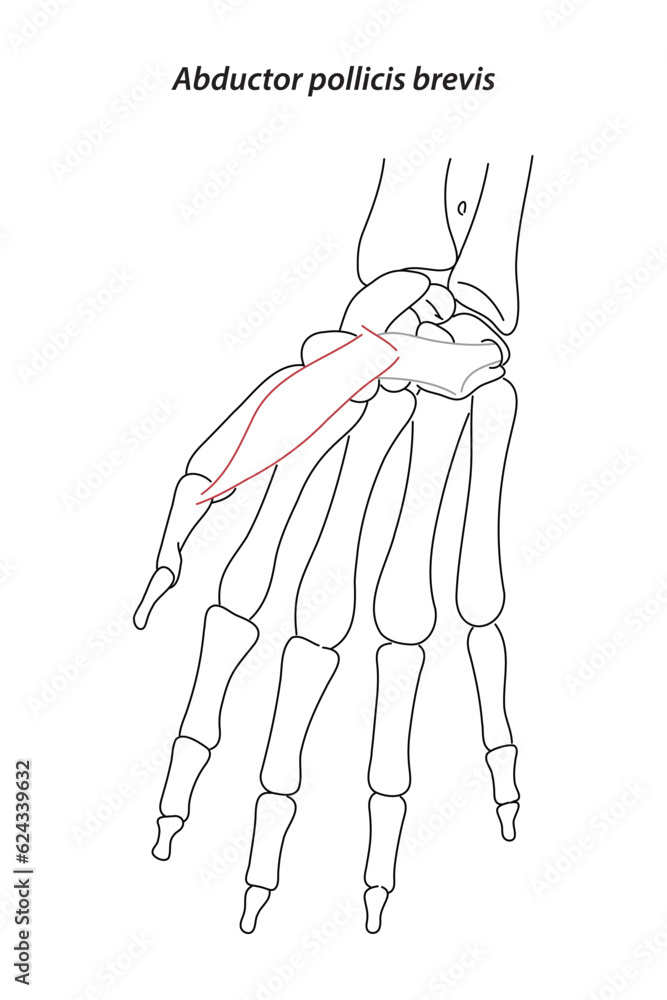 line drawing; line; brevis; doctor learning; science; hand; anatomy ...