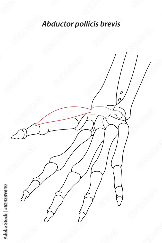 line drawing; line; brevis; doctor learning; science; hand; anatomy ...