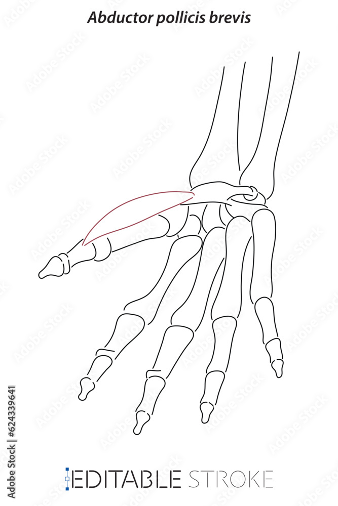line drawing; line; brevis; doctor learning; science; hand; anatomy ...