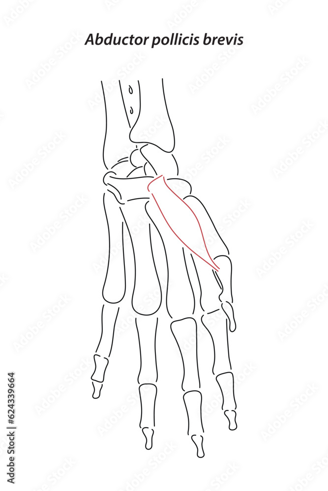 line drawing; line; brevis; doctor learning; science; hand; anatomy ...