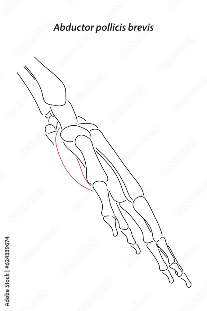 line drawing; line; brevis; doctor learning; science; hand; anatomy ...