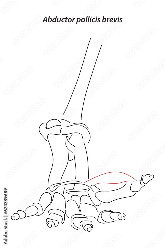line drawing; line; brevis; doctor learning; science; hand; anatomy ...
