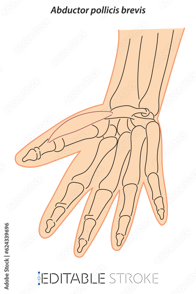 line drawing; See through; brevis; doctor learning; science; hand ...
