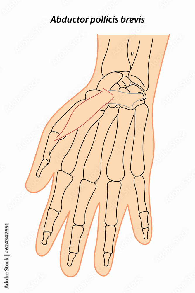 Medical illustration of Abductor pollicis brevis hands muscle. Line ...