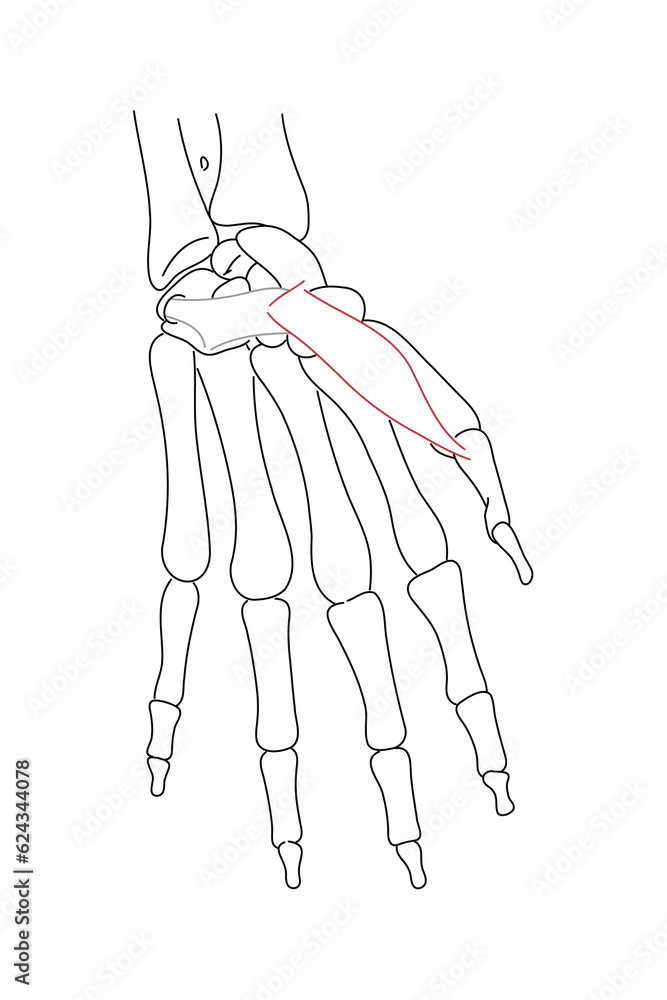 Medical illustration of Abductor pollicis brevis hands muscle. Line ...