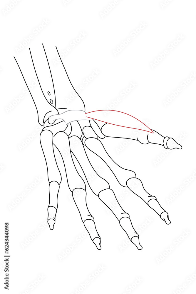Medical illustration of Abductor pollicis brevis hands muscle. Line ...