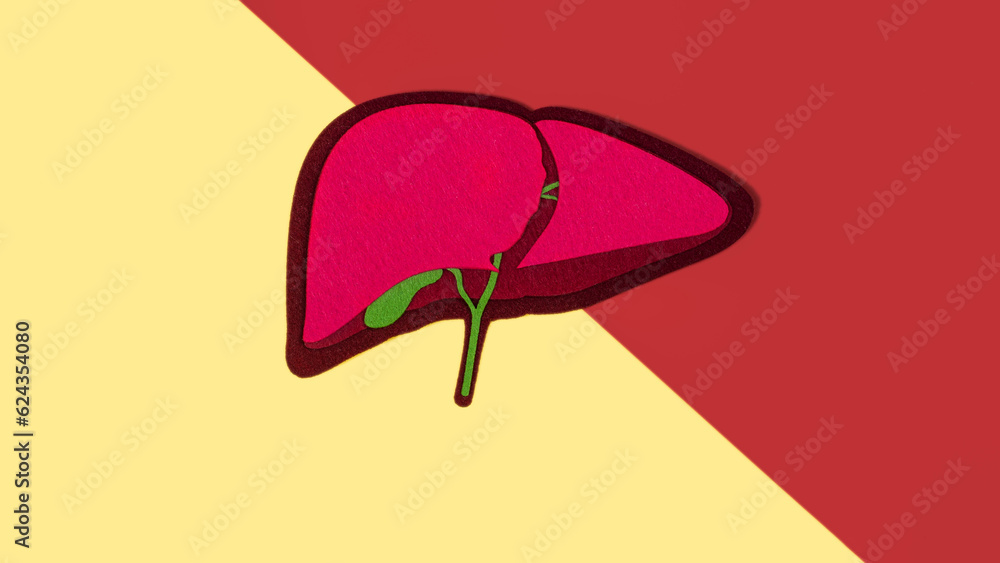 Human Liver organ, top view. World hepatitis day. National liver ...