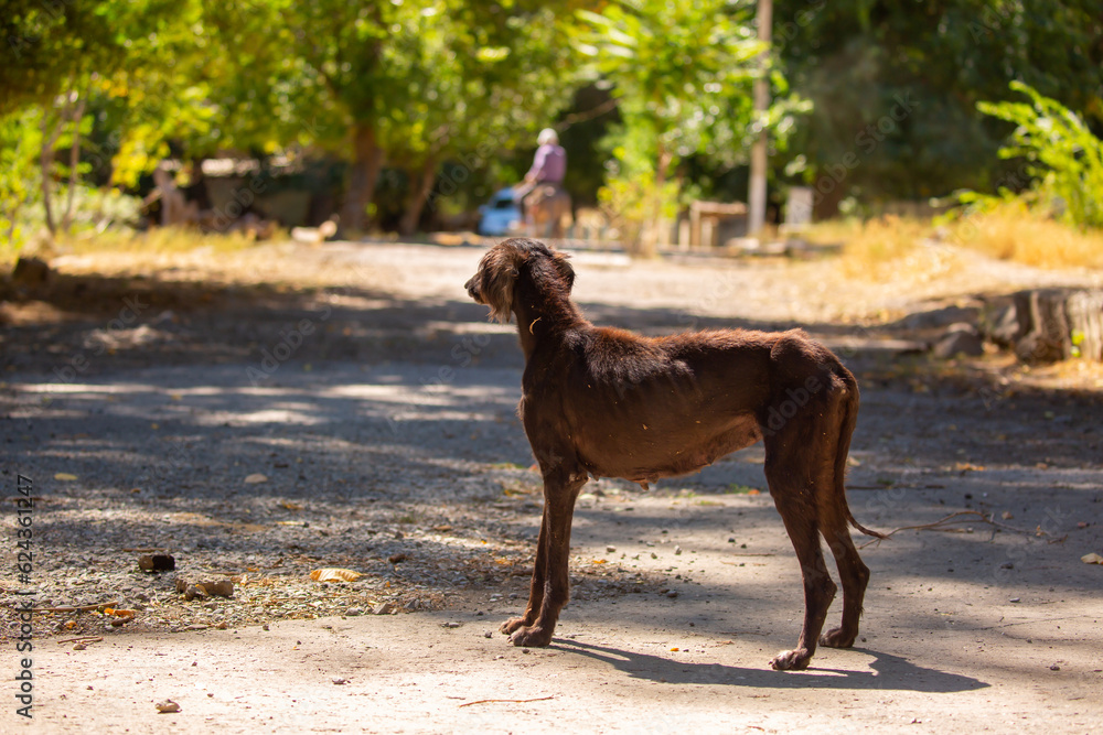 Abandoned starving animals on the streets of the ruined city, thin ...