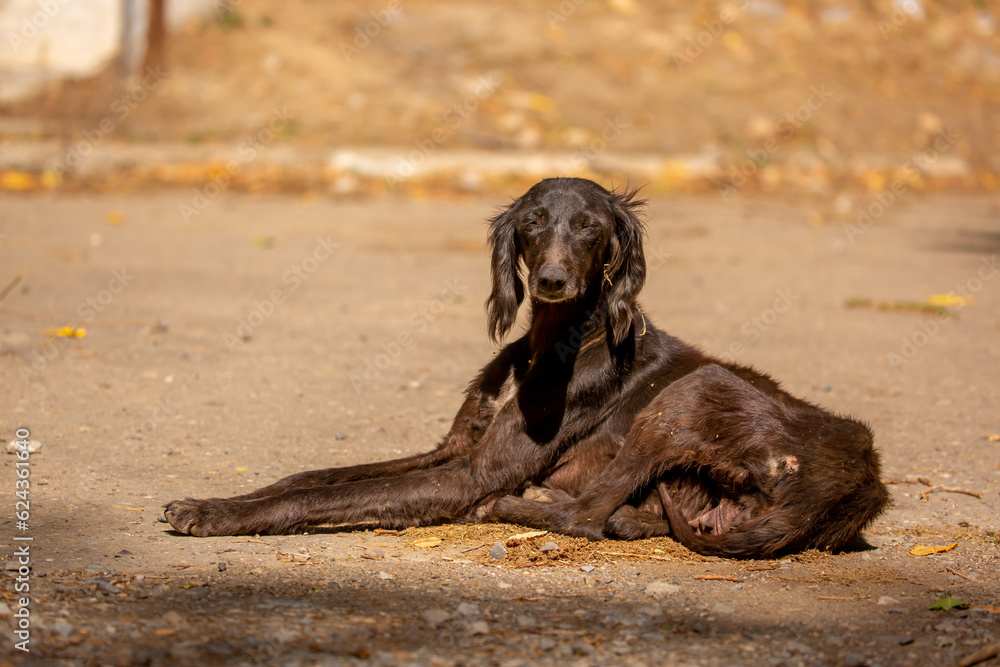 Abandoned starving animals on the streets of the ruined city, thin ...