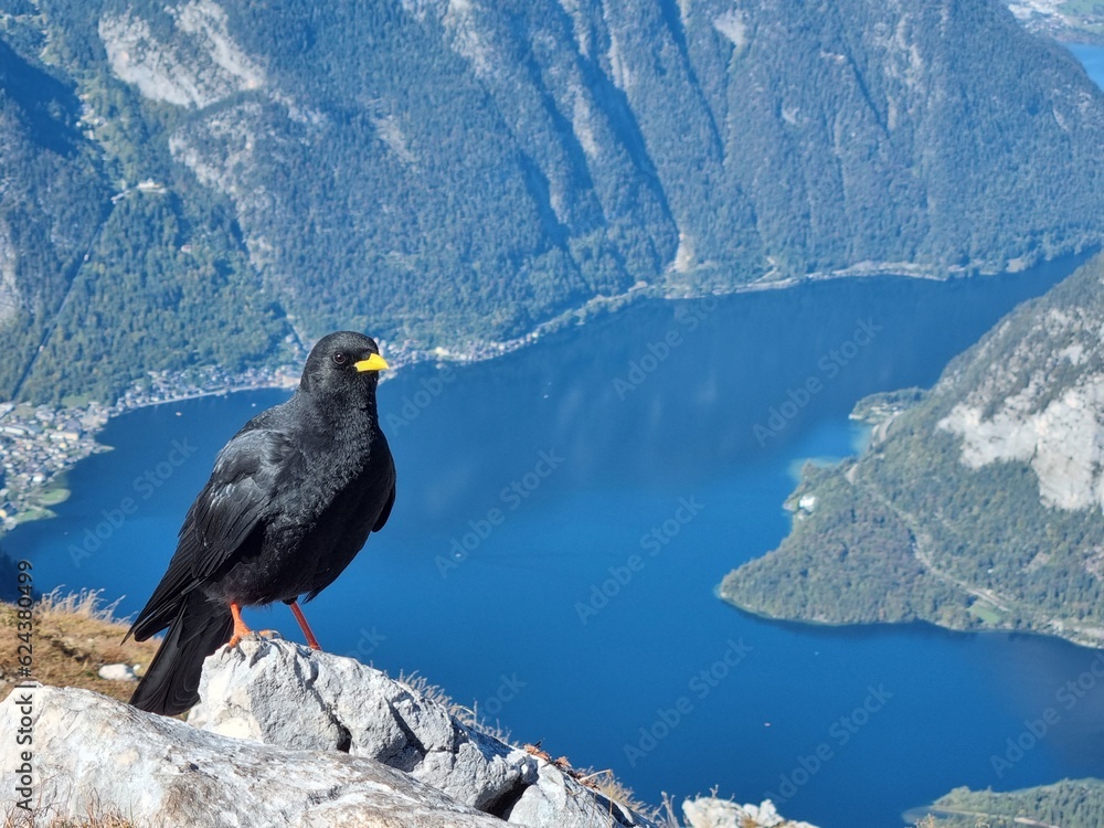 Black bird watch over Hallstatt lake from the Five Finger Lookout in ...