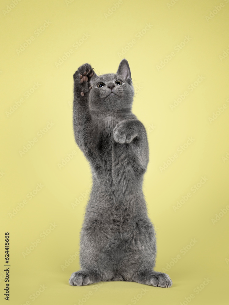 Cute Russian Blue cat kitten, sitting up facing front on hind paws like ...