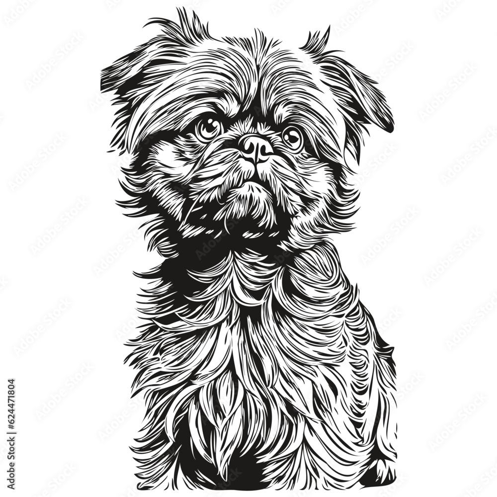 Brussels Griffon dog ink sketch drawing, vintage tattoo or t shirt ...