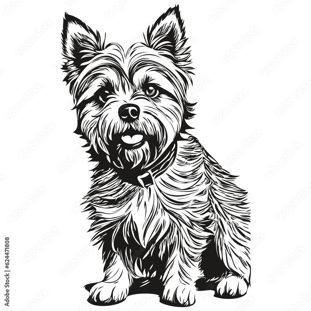 Cairn Terrier dog vector face drawing portrait, sketch vintage style ...