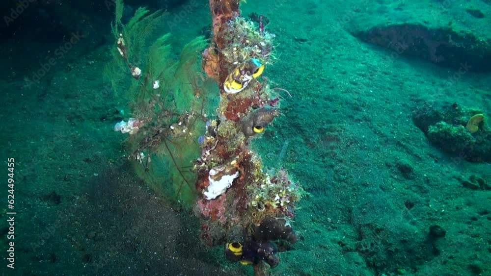 Underwater polyps of Bali contribute to overall health of marine ...