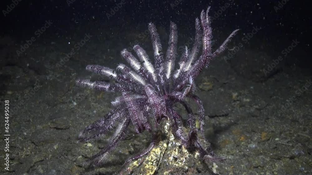 Sea lily adds ethereal touch to underwater scene. Underwater landscape ...