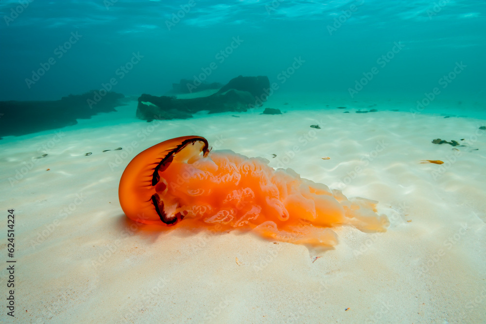 Jellyfish. Jellyfishs. Colorful jellyfish underwater. Shellfish moving ...
