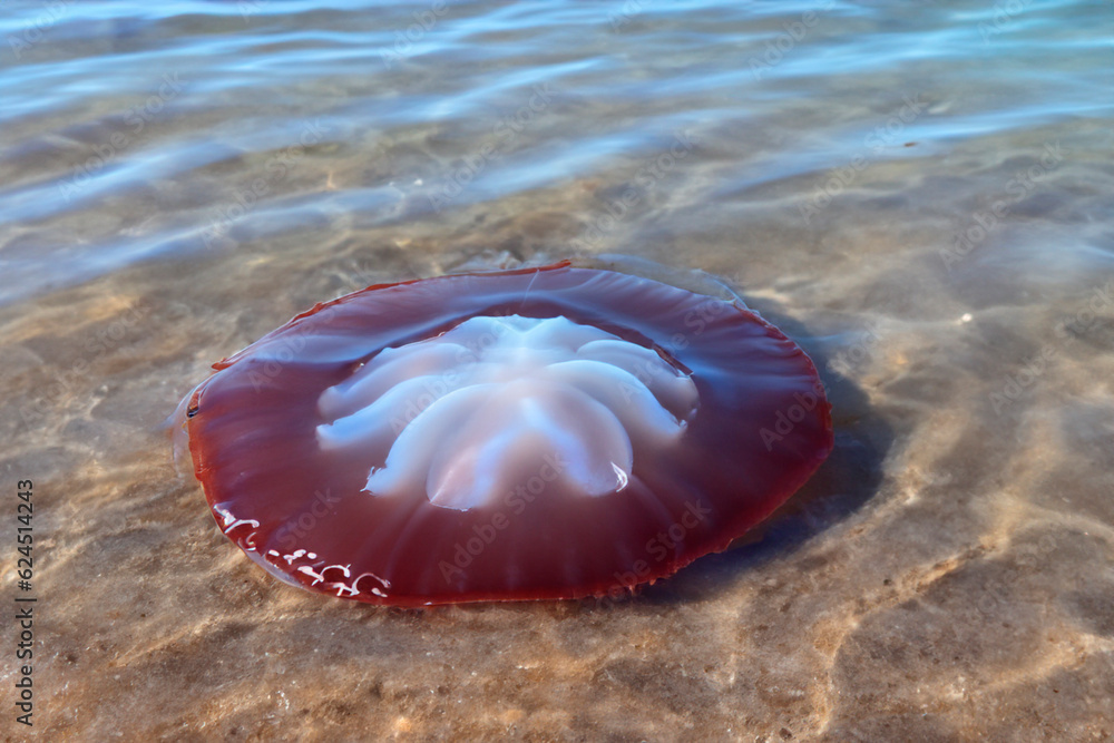 Jellyfish. Jellyfishs. Colorful jellyfish underwater. Shellfish moving ...