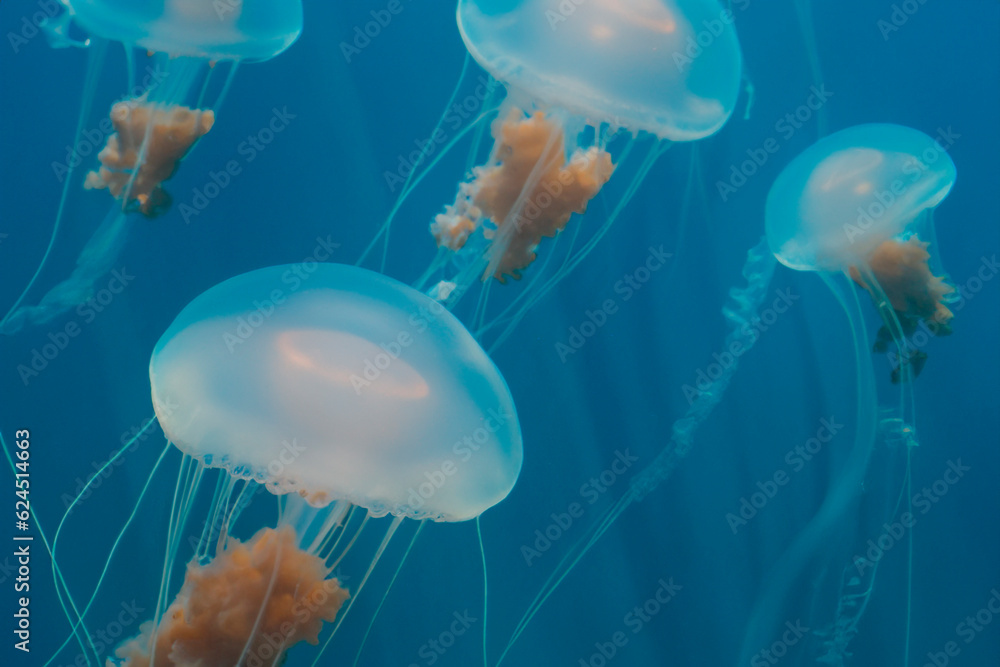 Jellyfish. Jellyfishs. Colorful jellyfish underwater. Shellfish moving ...